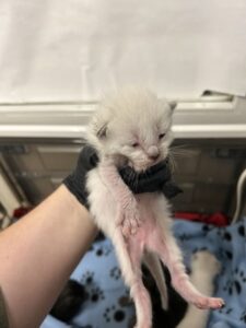 Honky-Tonk - Young-Williams Animal Center