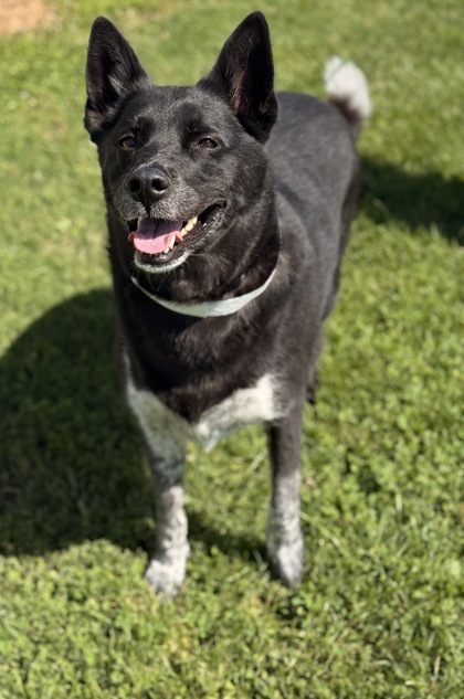 Mila - Young-Williams Animal Center