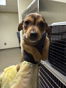 Grinchie - Young-Williams Animal Center