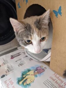 Panini - Young-Williams Animal Center