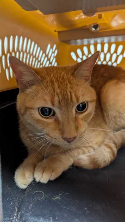 Clive - Young-Williams Animal Center