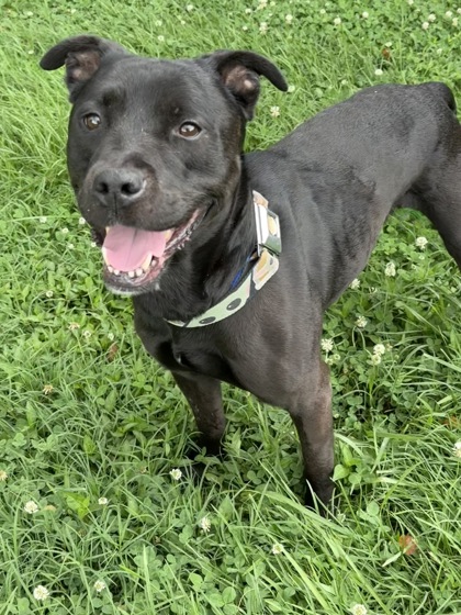 Bubba - Young-Williams Animal Center