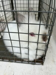 Casper - Young-Williams Animal Center