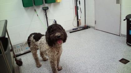 Maverick - Young-Williams Animal Center