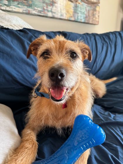 Brix - Young-Williams Animal Center