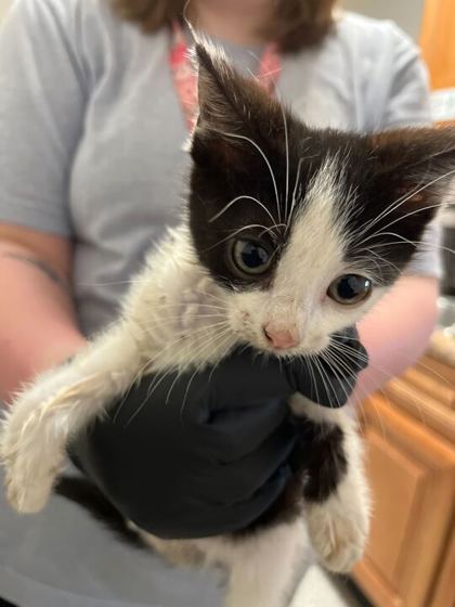 2 - Young-Williams Animal Center