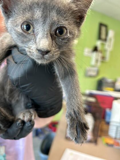 3 - Young-Williams Animal Center