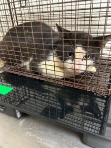 Bubby - Young-Williams Animal Center