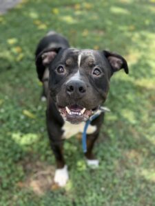 Murr - Young-Williams Animal Center