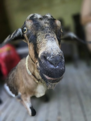 Elma - Young-Williams Animal Center