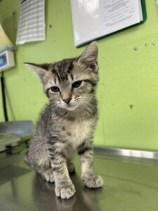 Potatoe - Young-Williams Animal Center