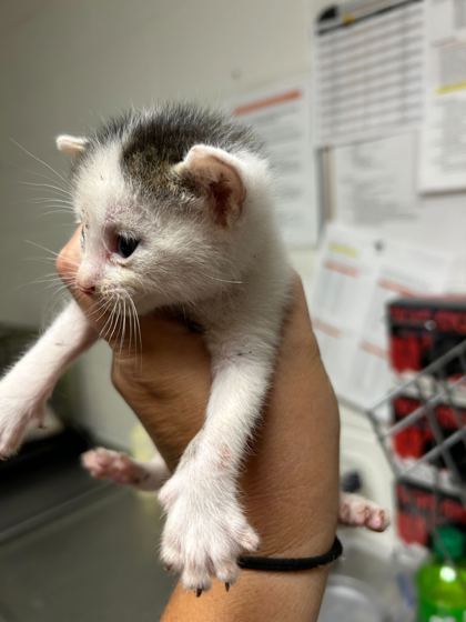 Zeke - Young-Williams Animal Center