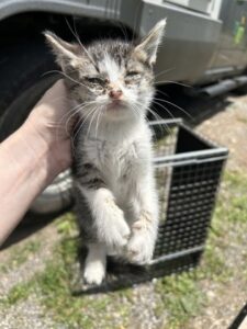 Deuce - Young-Williams Animal Center