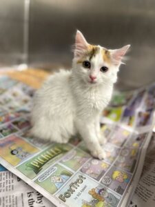 Blaze - Young-Williams Animal Center