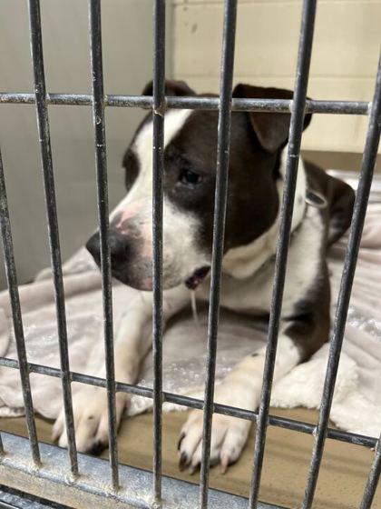 Kalu - Young-Williams Animal Center