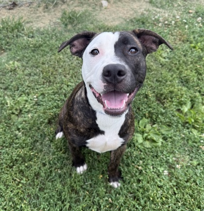 Cade - Young-Williams Animal Center