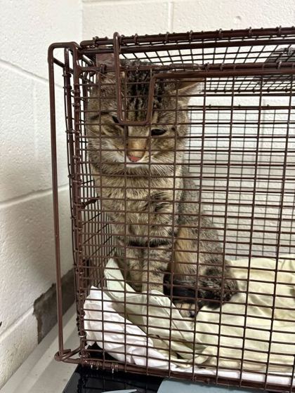 Willy - Young-Williams Animal Center