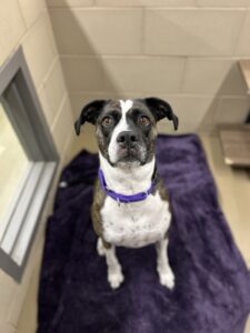 Arya - Young-Williams Animal Center