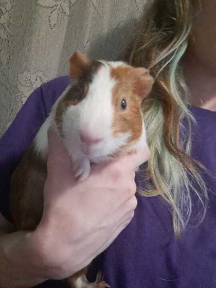 Neo Riddler - Young-Williams Animal Center