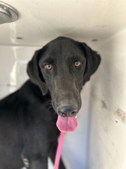 Bebe - Young-Williams Animal Center