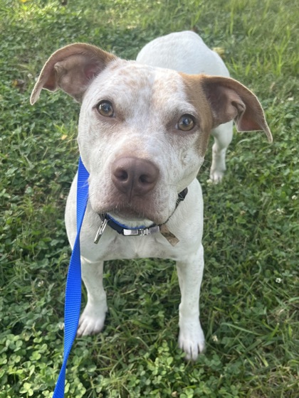 Dixie - Young-Williams Animal Center