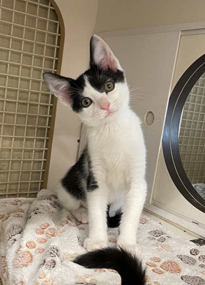 Earl - Young-Williams Animal Center