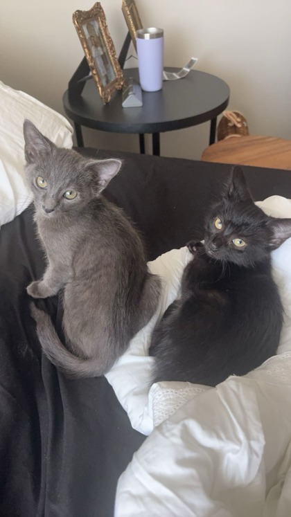 1 - Young-Williams Animal Center