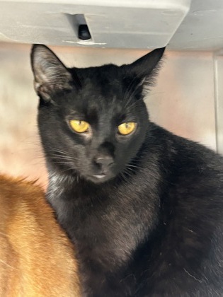 Sam Sam - Young-Williams Animal Center