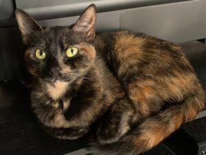 Taffy - Young-Williams Animal Center