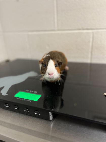 Buttercup - Young-Williams Animal Center