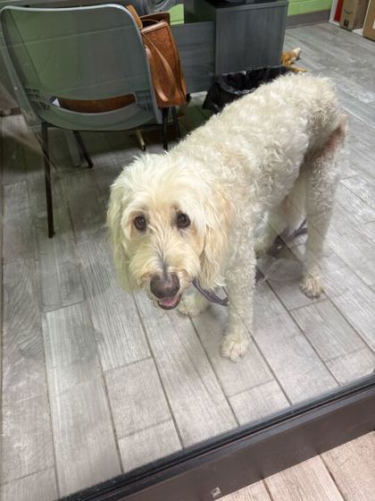 Micha - Young-Williams Animal Center