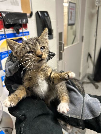 Barn Cat- Debbie Dragon - Young-Williams Animal Center