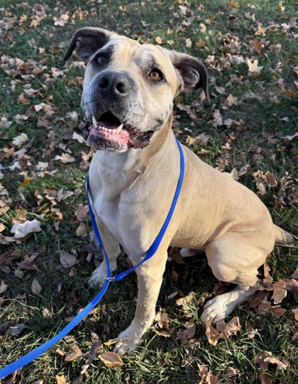 Sherlock - Young-Williams Animal Center