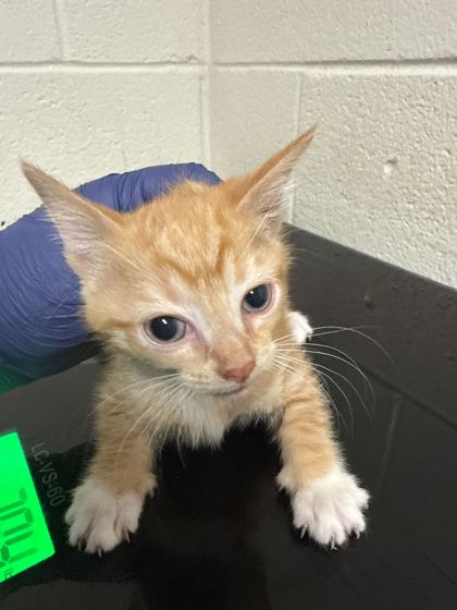 4 - Young-Williams Animal Center