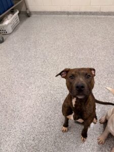 Boo Boo - Young-Williams Animal Center
