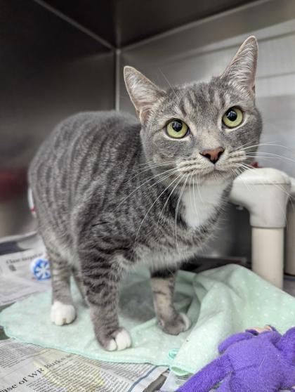 Exxon - Young-Williams Animal Center