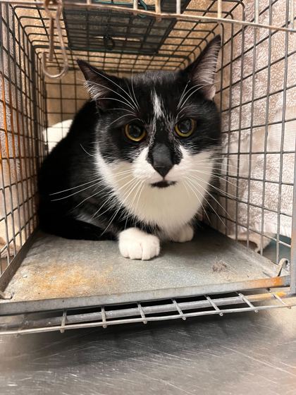 Sheldon - Young-Williams Animal Center